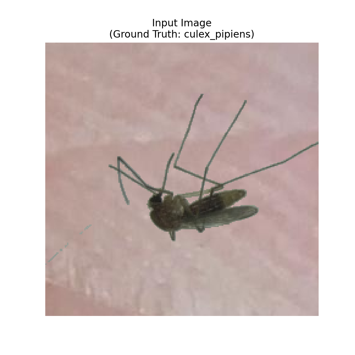 Classifying Mosquito Species - CulicidaeLab