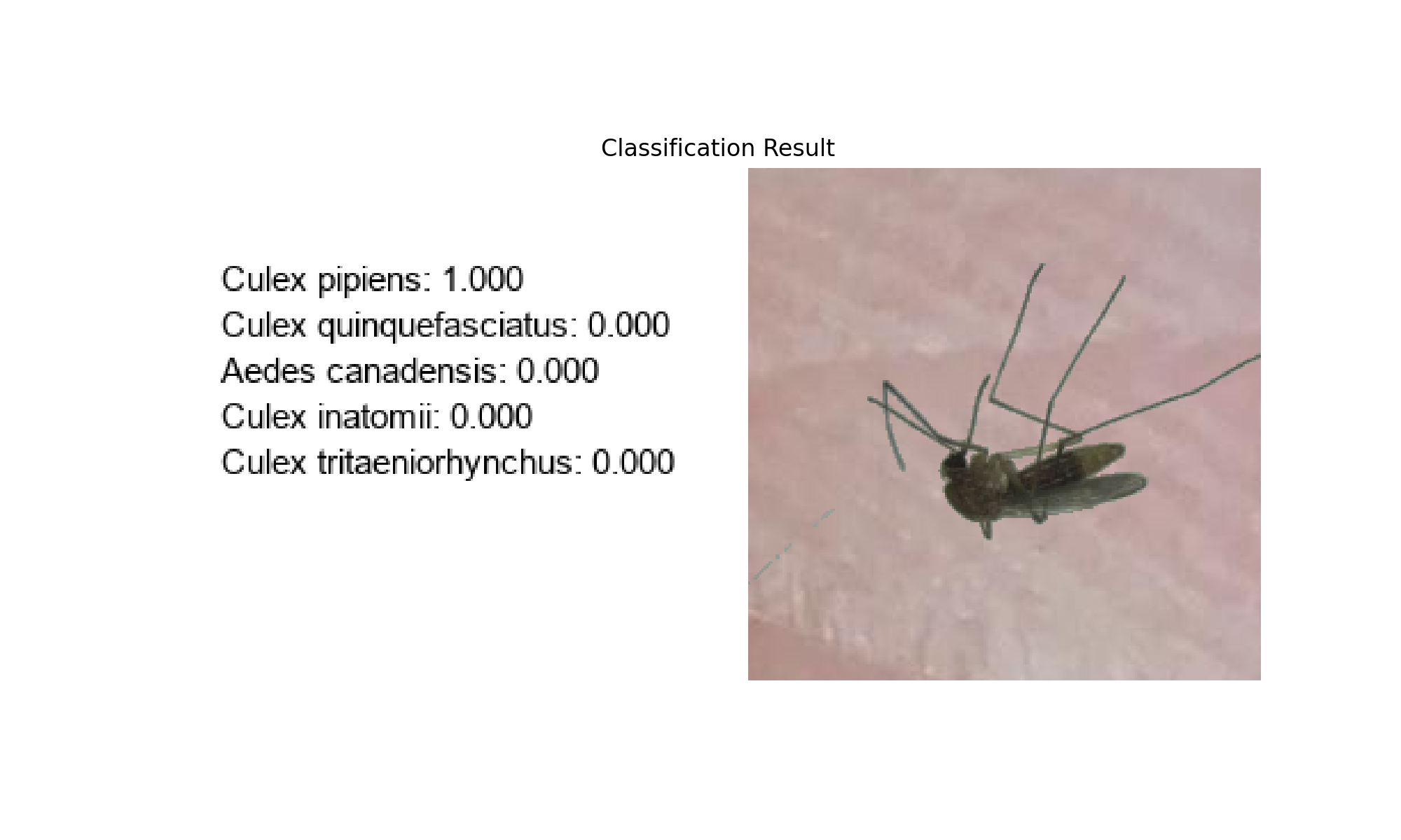 Classifying Mosquito Species - CulicidaeLab